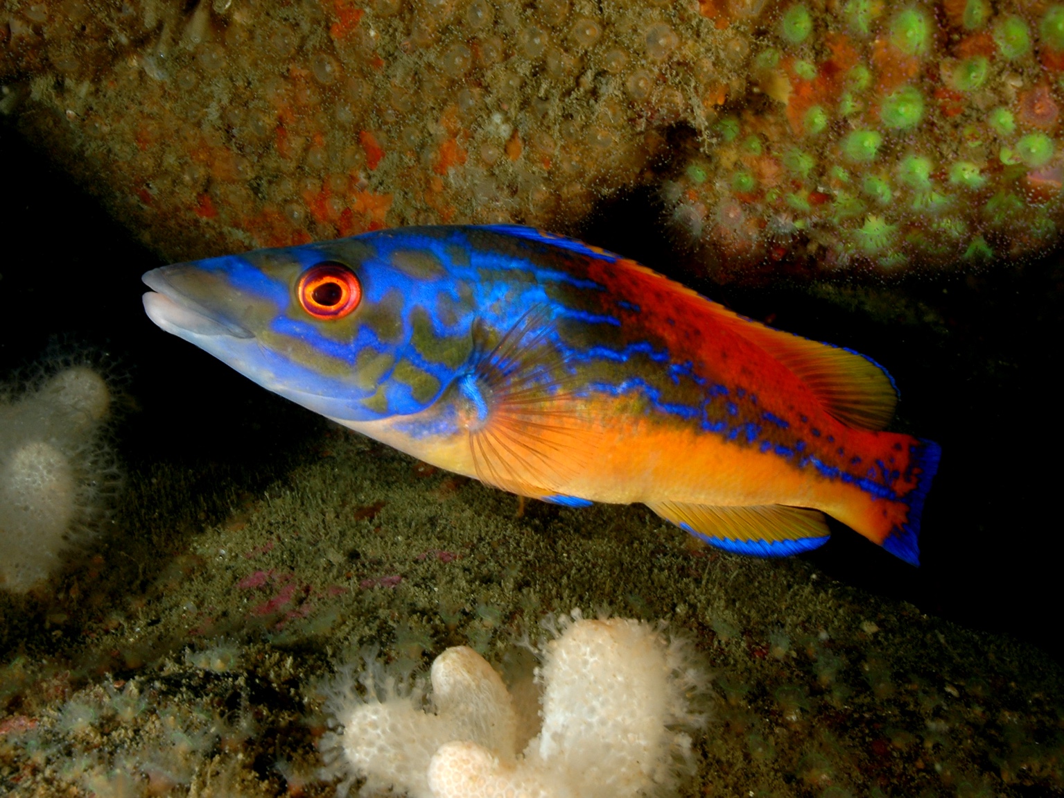 Marine Data Exchange